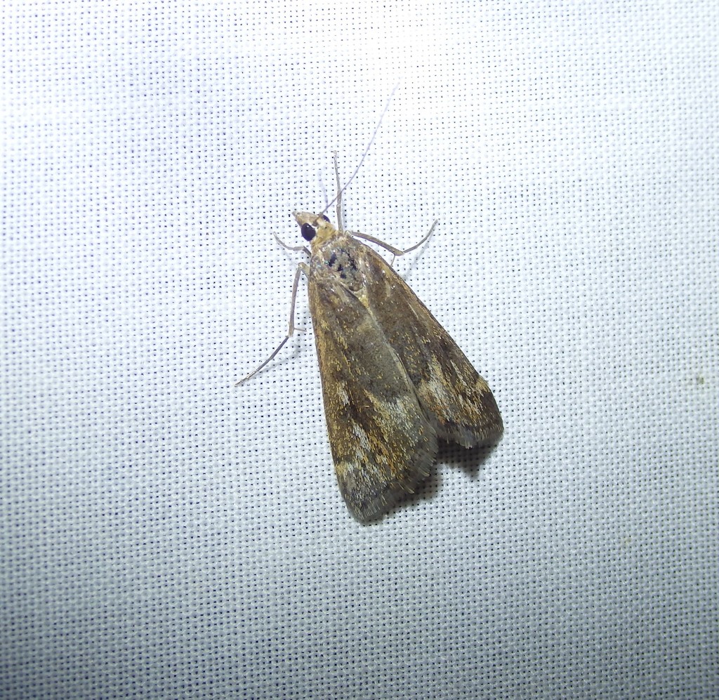 Cotton Web Spinner from 4 Ronald Ct, Somerville VIC 3912, Australia on ...