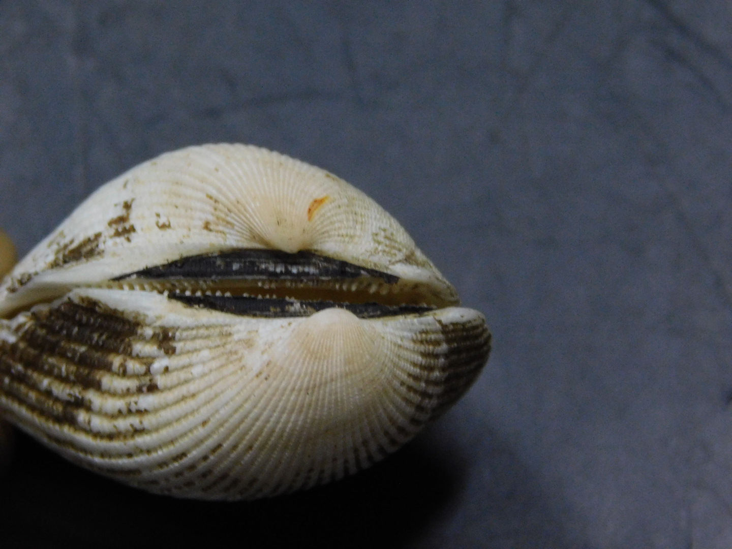 Anadara antiquata (Linnaeus, 1758)