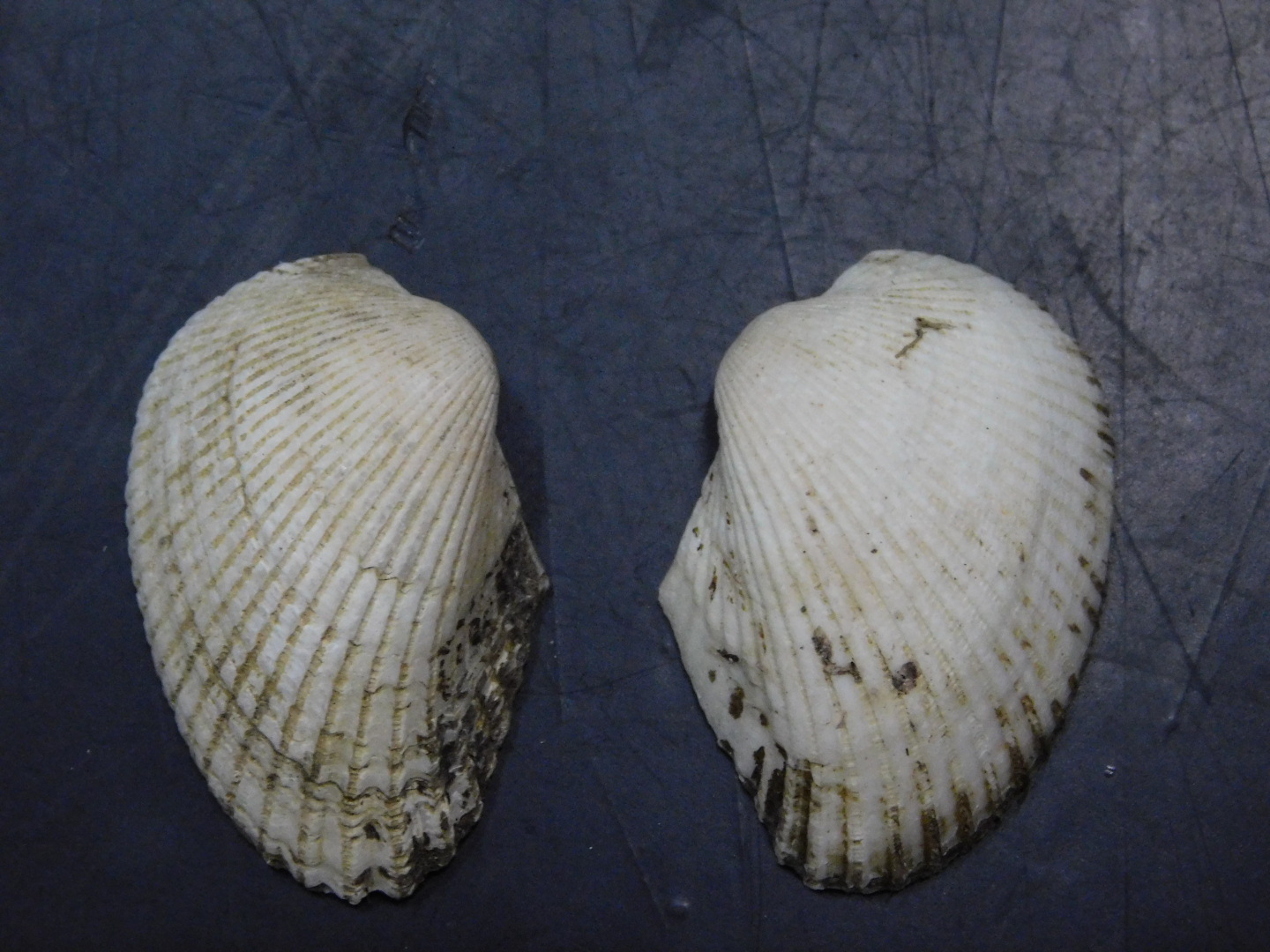 Anadara antiquata (Linnaeus, 1758)