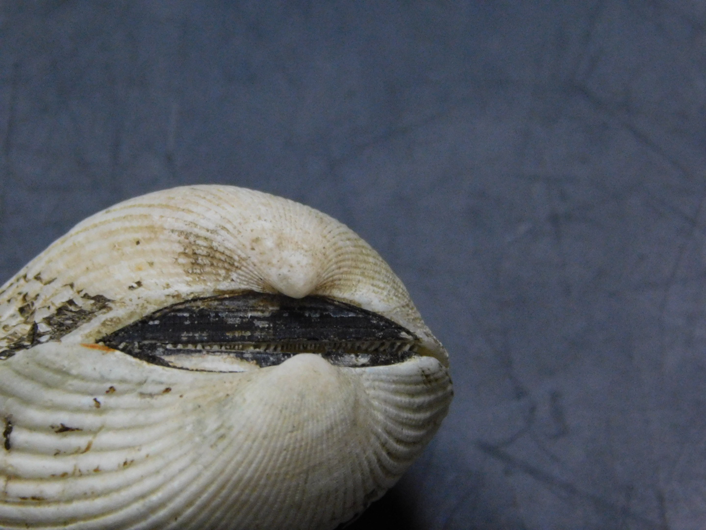 Anadara antiquata (Linnaeus, 1758)