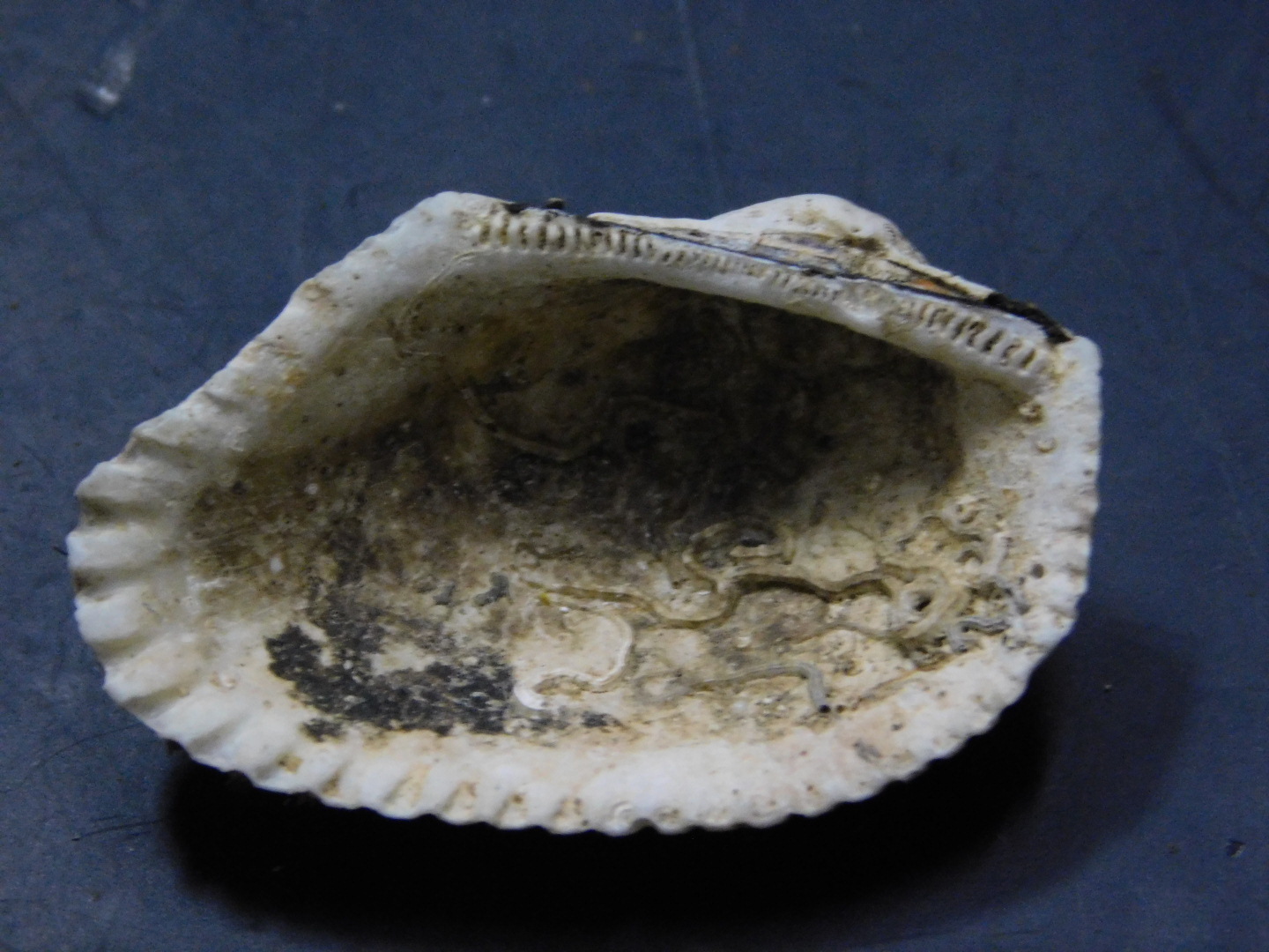 Anadara antiquata (Linnaeus, 1758)