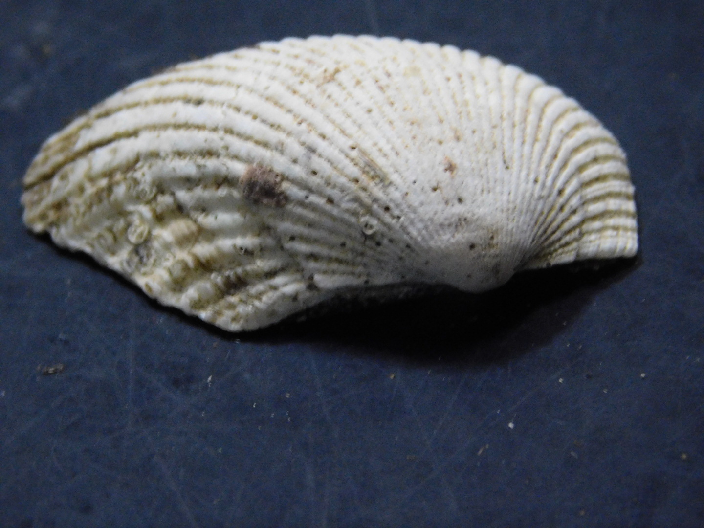 Anadara antiquata (Linnaeus, 1758)