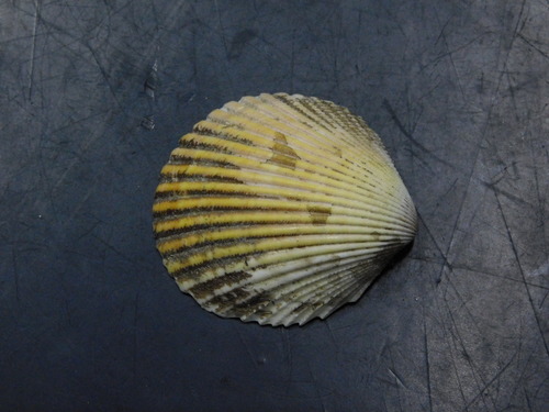 Trachycardium angulatum · iNaturalist