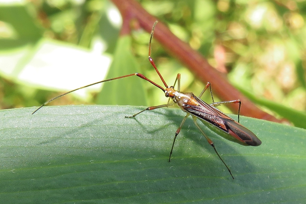 Rayieria acaciae from Wallaga Lake NSW 2546, Australia on April 10 ...