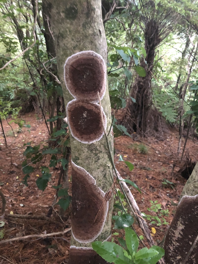Septobasidium from Western Bay of Plenty, Te Puke, Bay of Plenty, NZ on ...