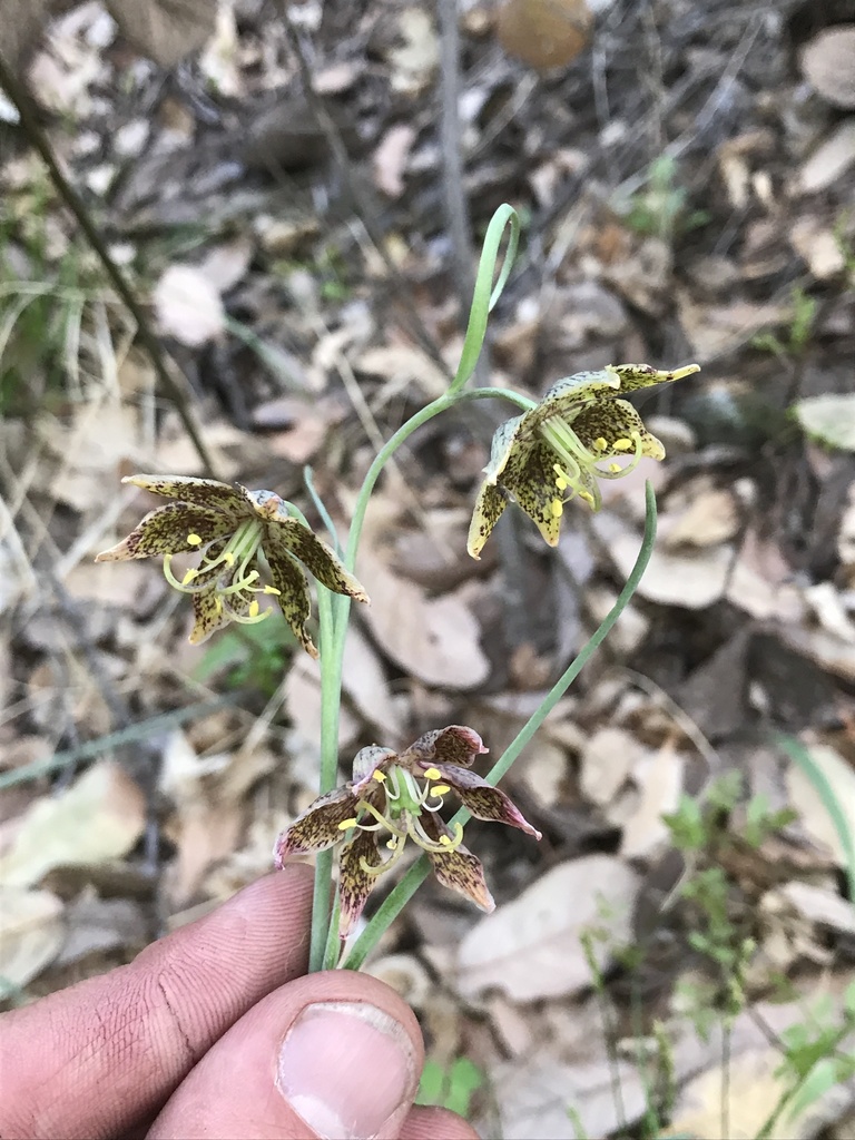 spotted fritillary from Graham County, US-AZ, US on April 18, 2022 at ...