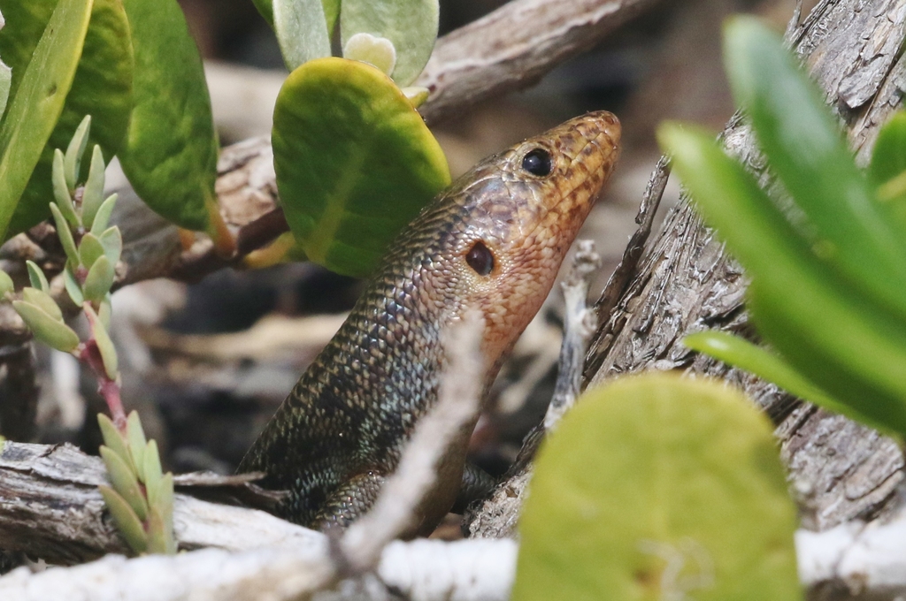 Bermuda Rock Lizard in April 2022 by James Bailey · iNaturalist