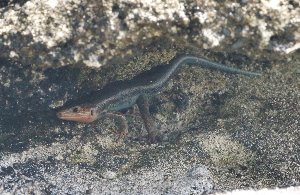 Bermuda Rock Lizard in April 2022 by James Bailey · iNaturalist