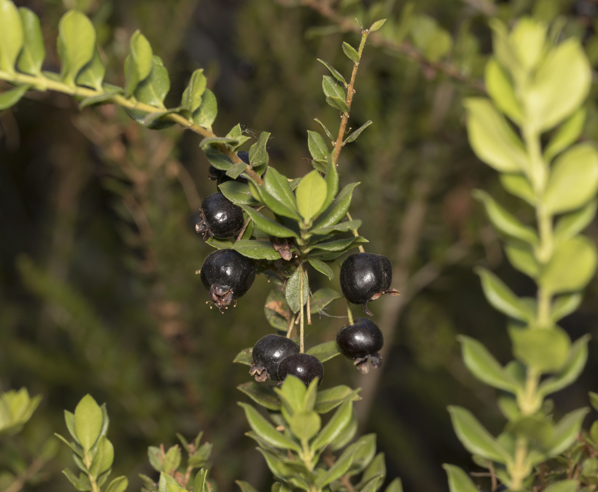 Luma chequen (Molina) A.Gray