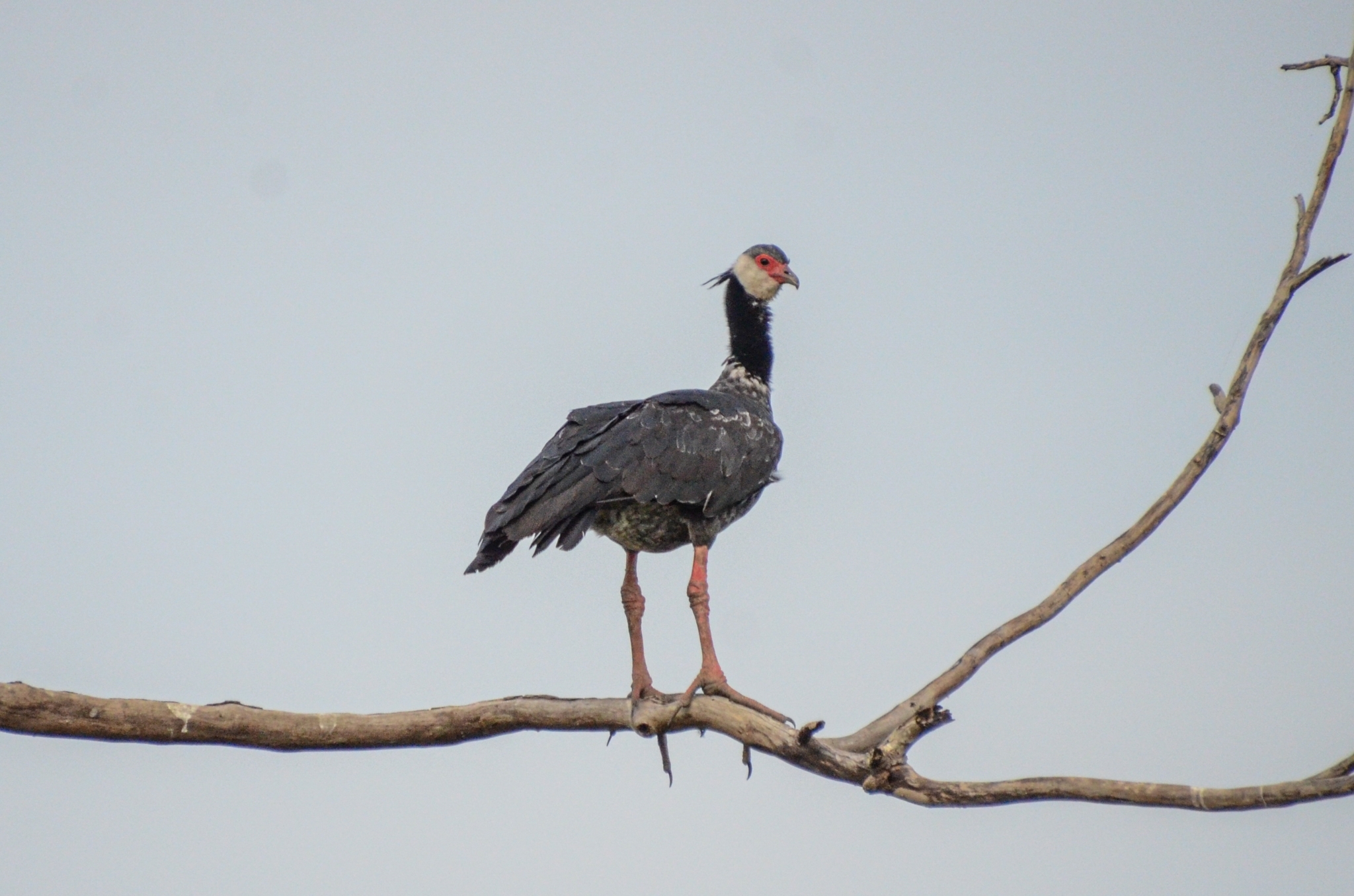 Chauna chavaria (Linnaeus, 1766)