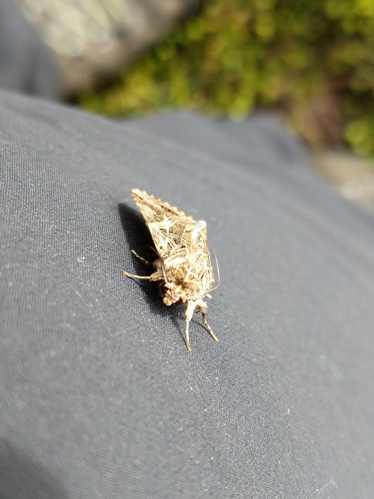 Oriental leafworm moth from Waimauku 0883, New Zealand on April 21 ...