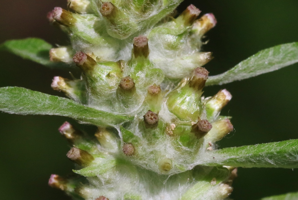 Purple Cudweed (Farmerville meadow) · iNaturalist