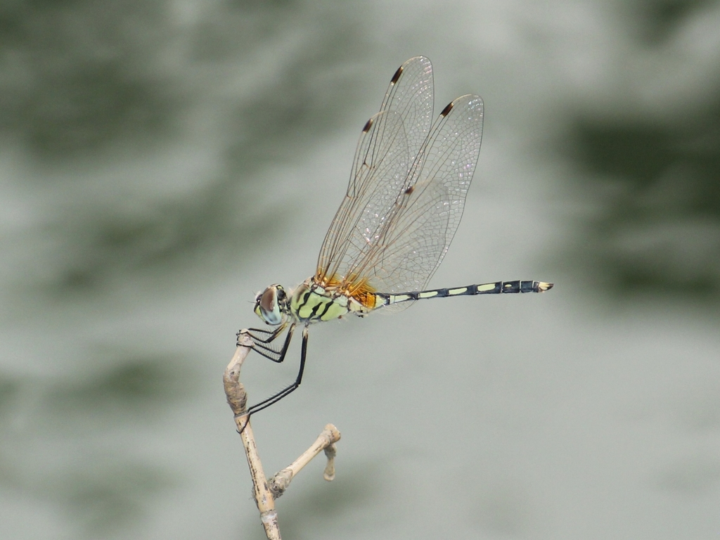 Dancing Dropwing from Sundarban Delta Ecotourism Cottage, Bali Island ...