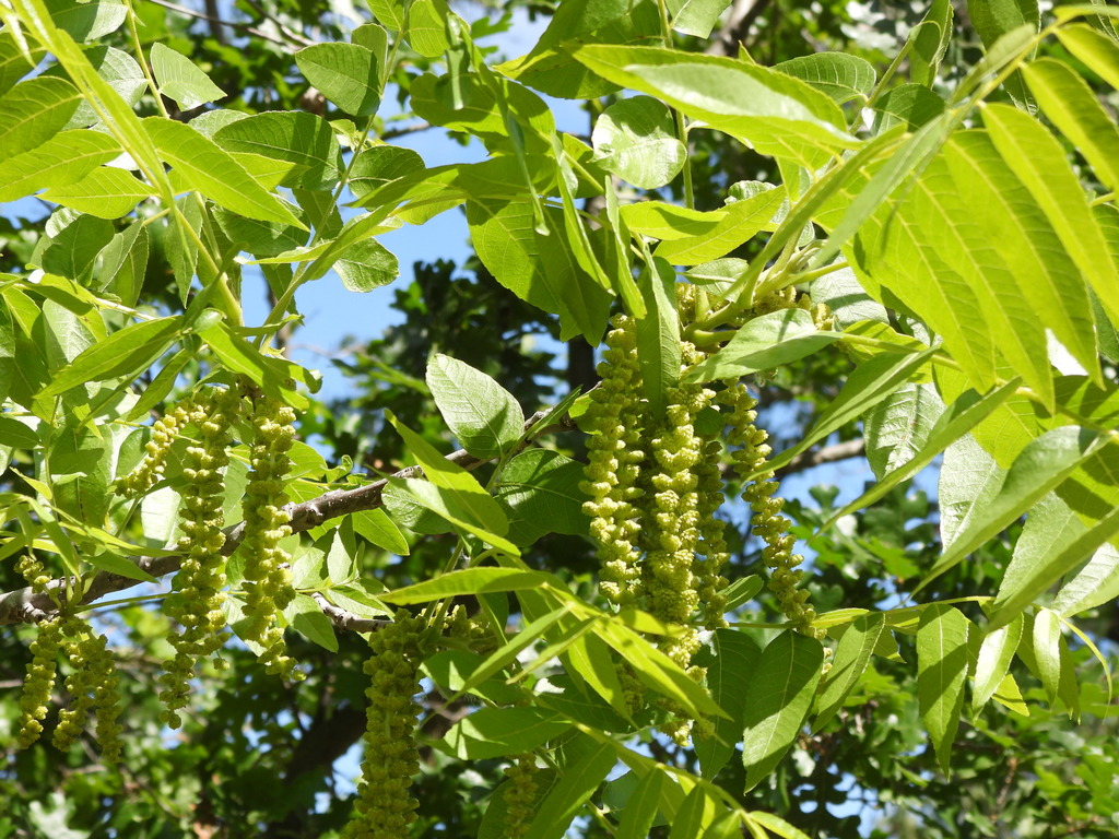northern California black walnut from Mace Blvd, Davis, CA 95618, USA ...