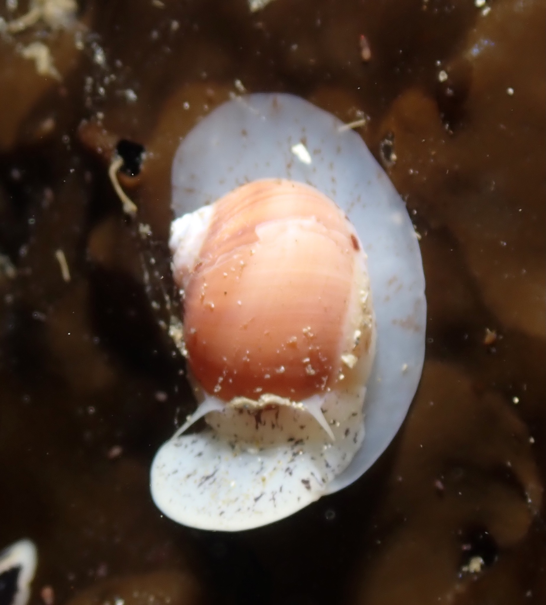 Cryptonatica Dall, 1892