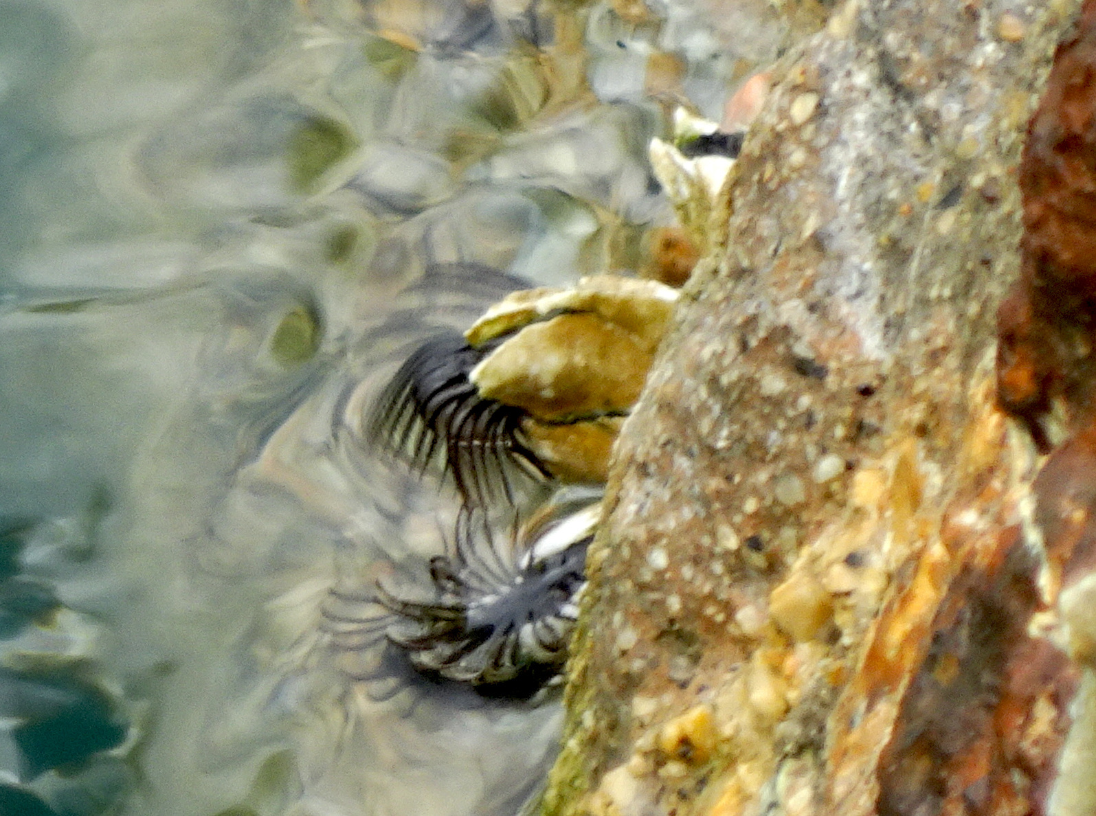 Capitulum mitella (Linnaeus, 1758)