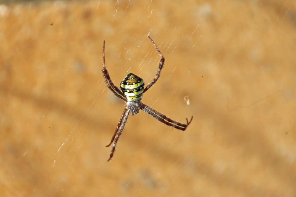 Northern Saint Andrew's Cross Spider from Maroochydore QLD 4558 ...