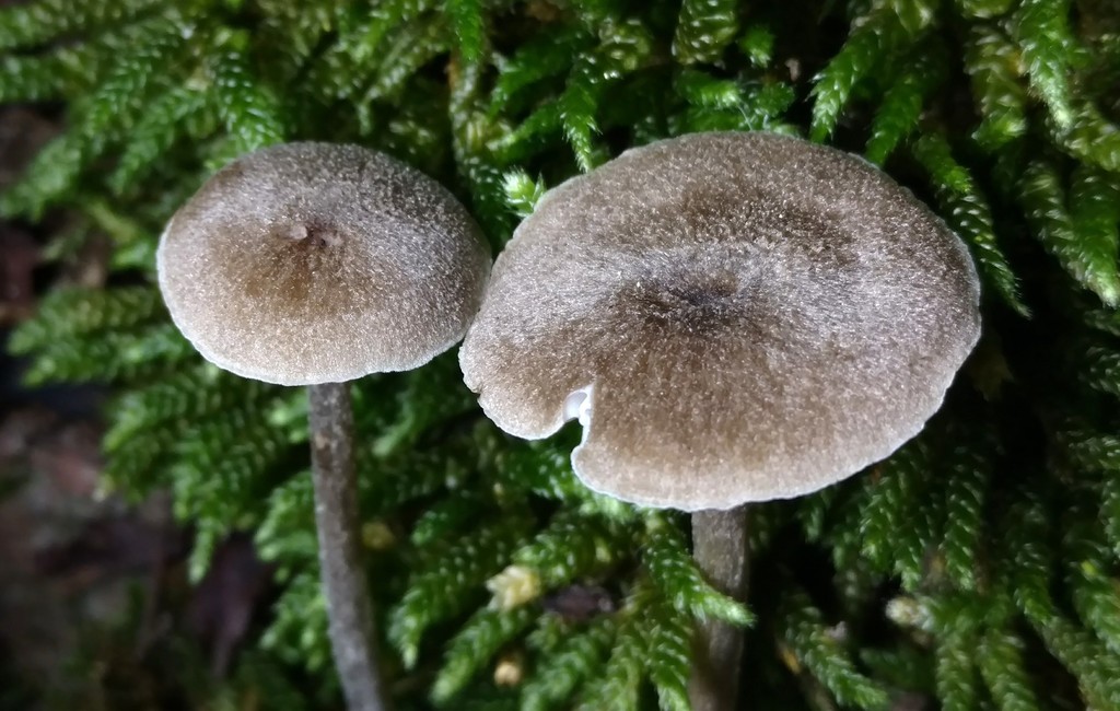 Entoloma canescens from Haw Ridge Park, Oak Ridge, Tennessee, USA on ...