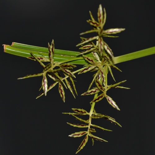 Roadside Flatsedge (Cyperus sphacelatus)