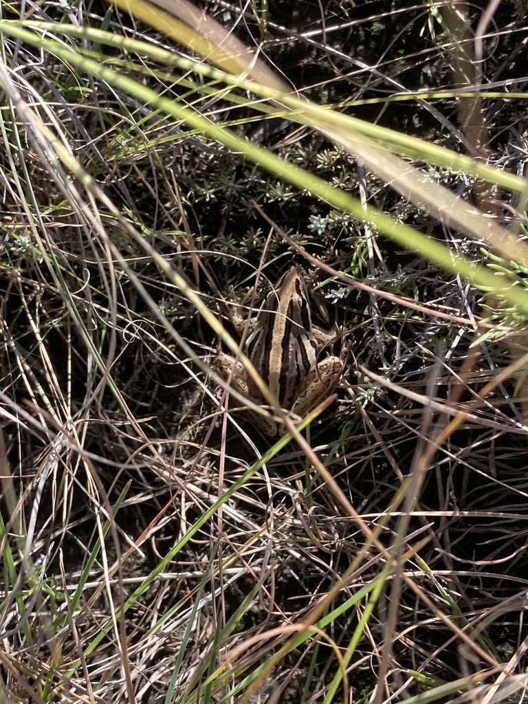 Striped Stream Frog from EC, ZA on April 21, 2022 at 09:15 AM by ...