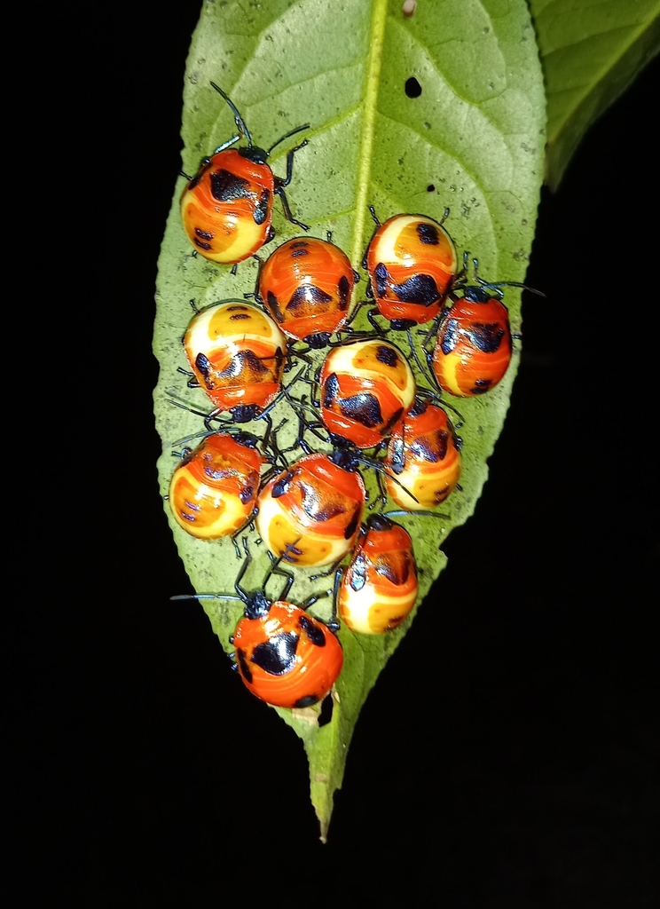 Jewel Bugs from Mae Fa Luang, Mae Fa Luang District, Chiang Rai ...
