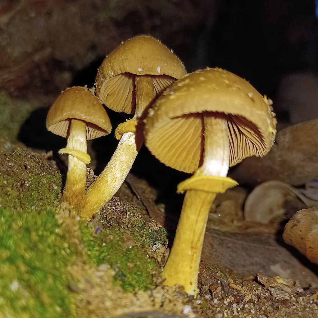 Descolea recedens from Sydney NSW, Australia on April 18, 2022 at 04:13 ...