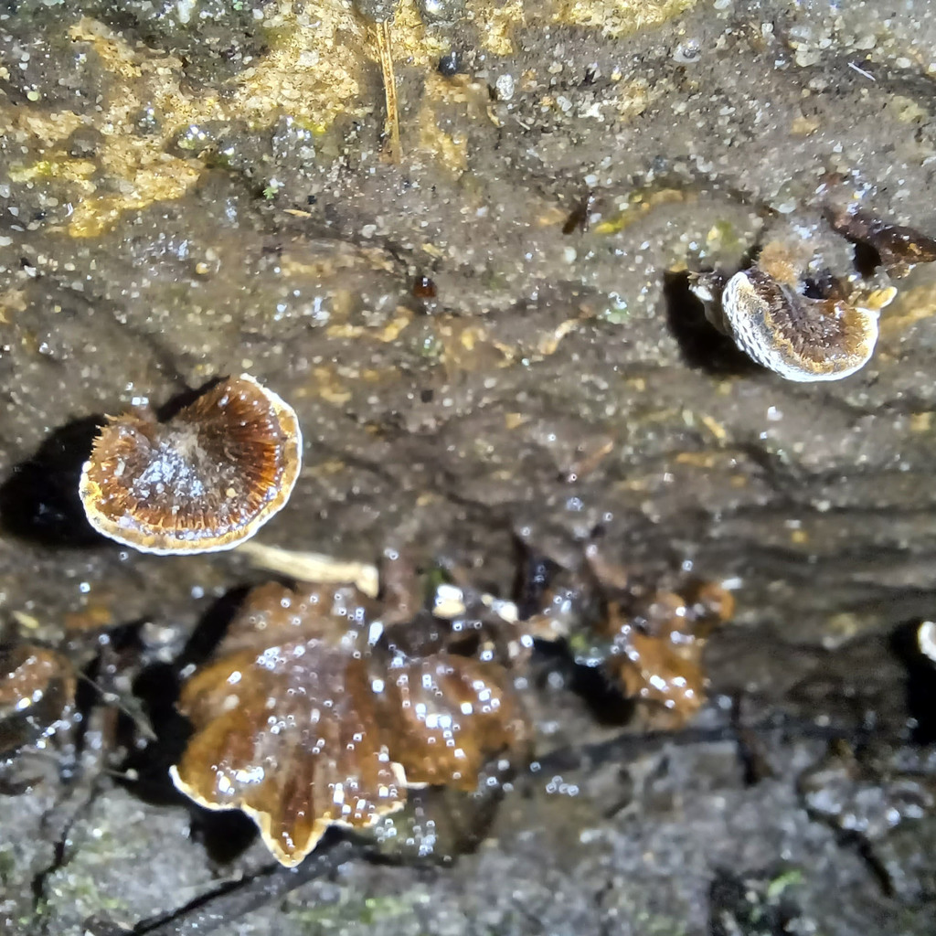 Coltricia salpincta from Sydney NSW, Australia on April 18, 2022 at 05: ...