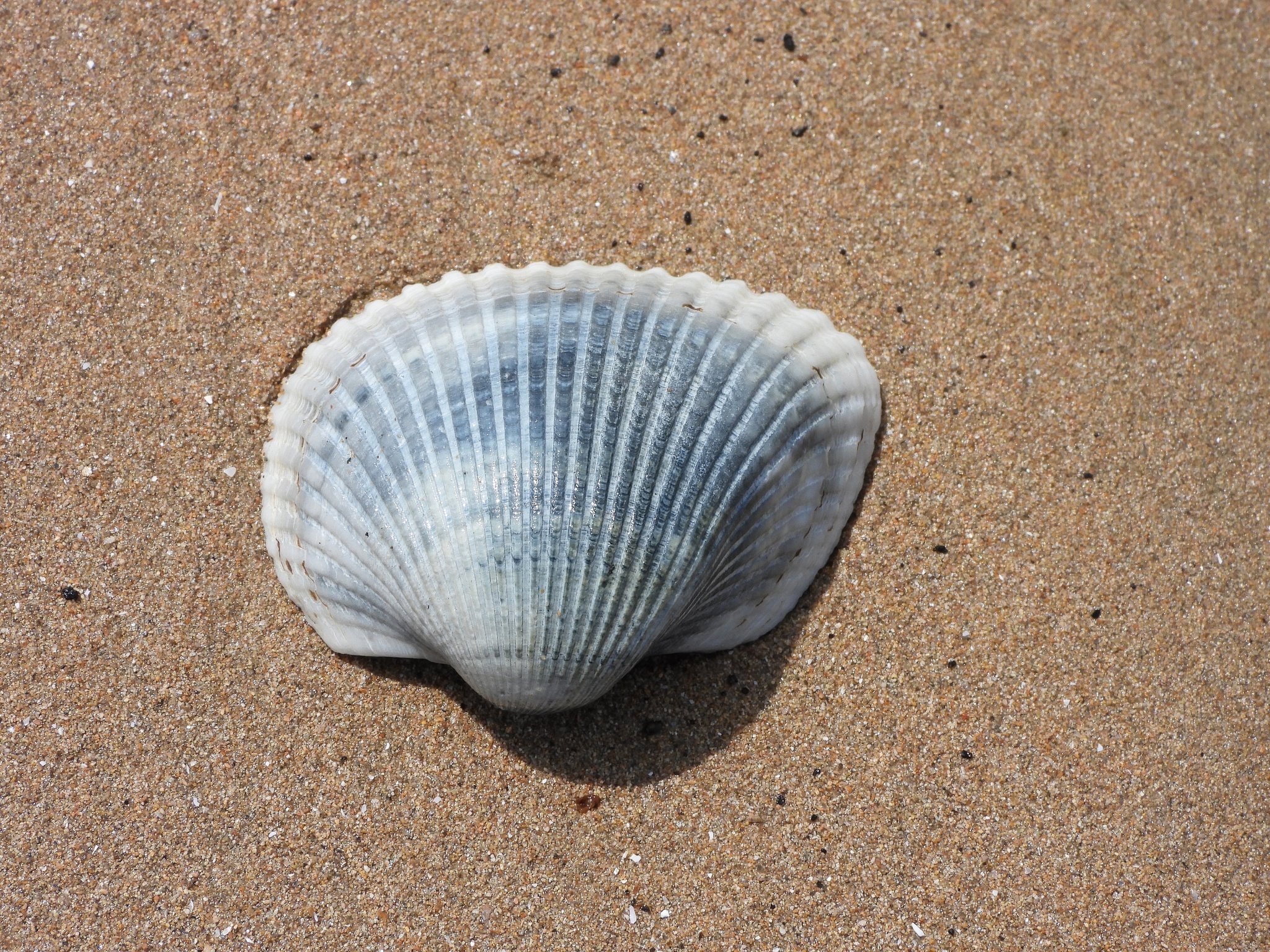 Anadara kagoshimensis (Tokunaga, 1906)