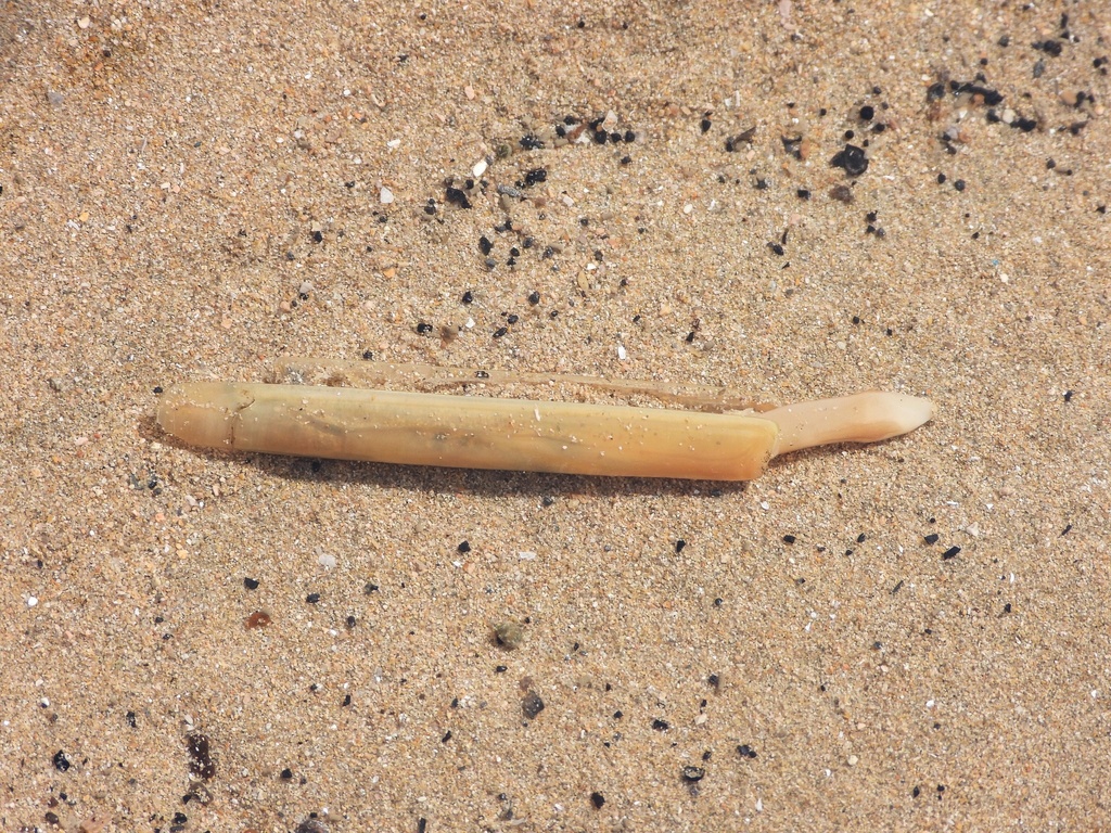 Solen strictus from Laoshan, Qingdao, Shandong, CN on April 16, 2022 at ...