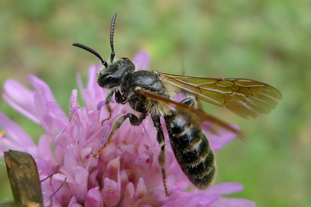 Large Scabious Mining Bee from Prats de Falgars, Beuda, Girona, Espanya ...