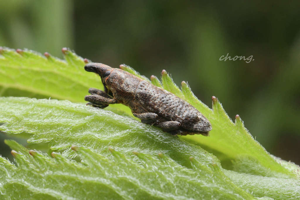 Gasteroclisus from 中国南京市江宁区孔山 邮政编码: 211133 on April 16, 2022 at 01:29 ...