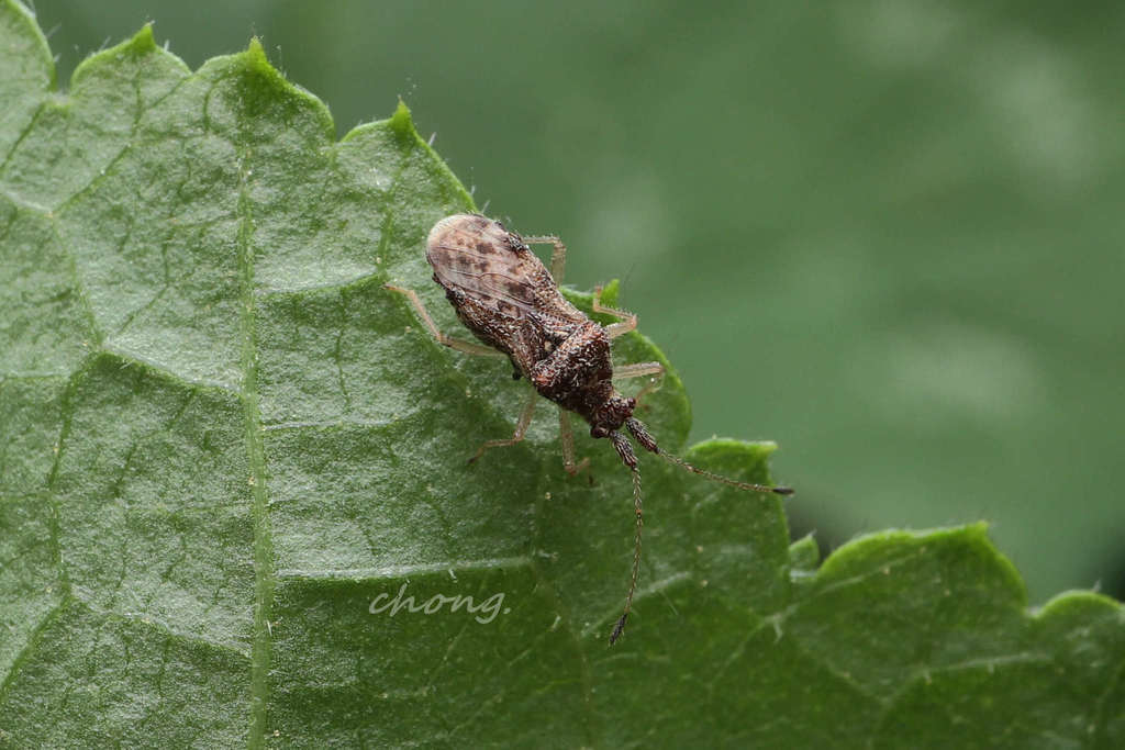 Malcus from 中国南京市江宁区孔山 邮政编码: 211133 on April 16, 2022 at 02:14 PM by 虫虫 ...