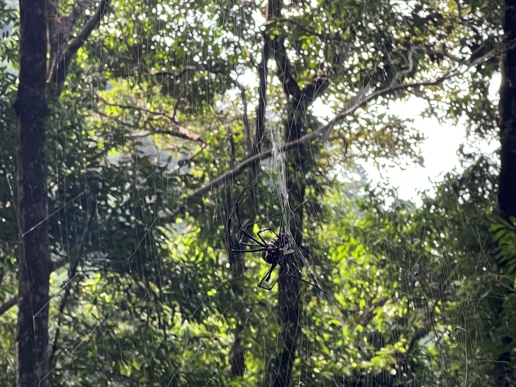 Batik Golden Web Spider from Ko Samui, Koh Samui, Surat Thani, TH on ...