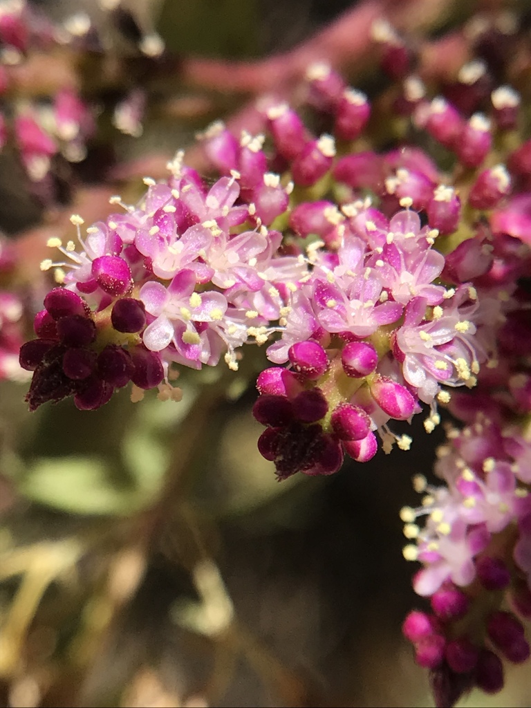 Basella Family (Basellaceae) - Botanical Realm
