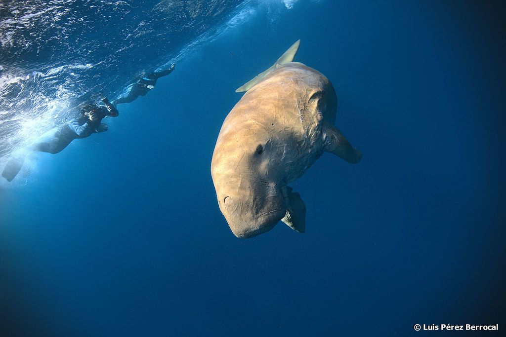 Dugong (Dugong dugon) - Know Your Mammals