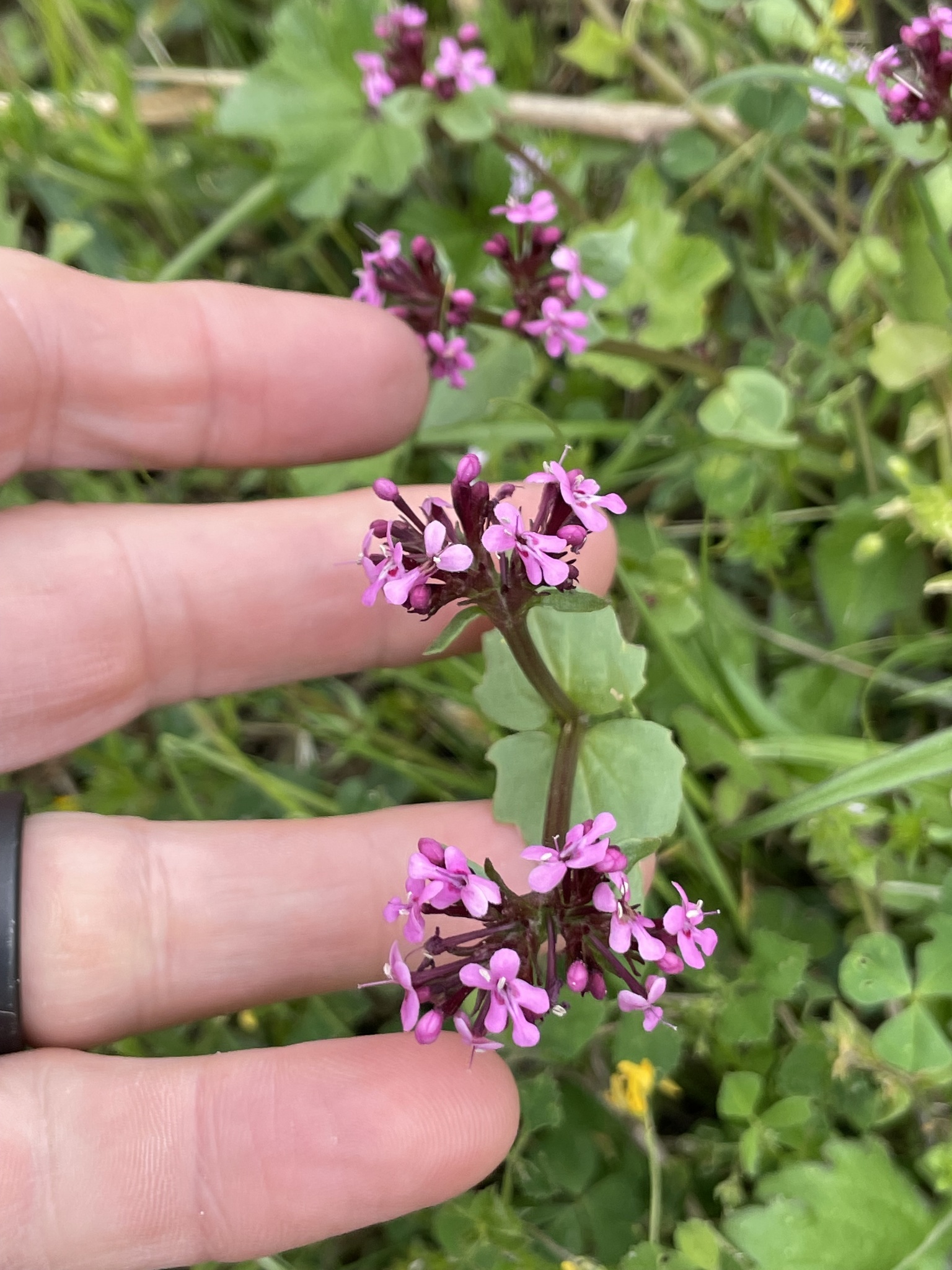 Fedia graciliflora Fisch. & C.A.Mey.