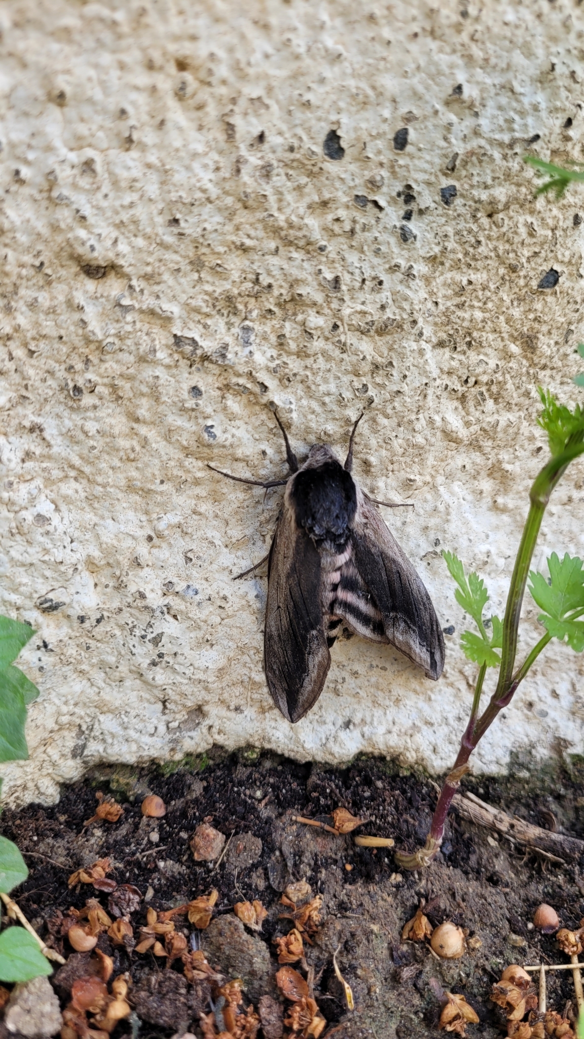 Sphinx ligustri Linnaeus, 1758