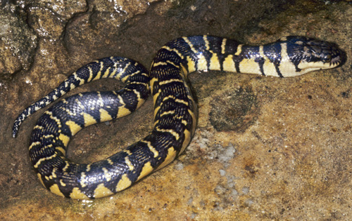 Enhydris bocourti (Энциклопедия змей) · BioDiversity4All