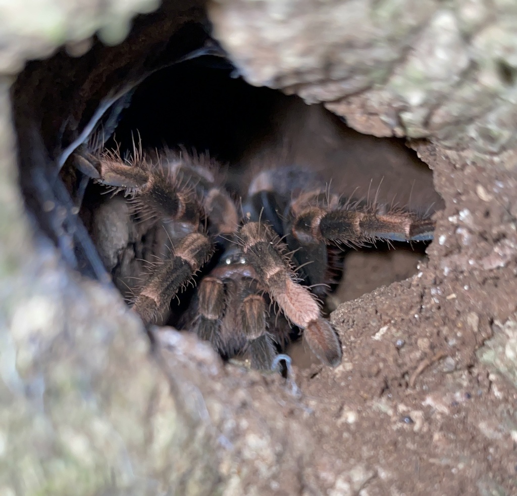Costa Rican Redleg Tarantula from Abangares, Guanacaste, CR on February ...