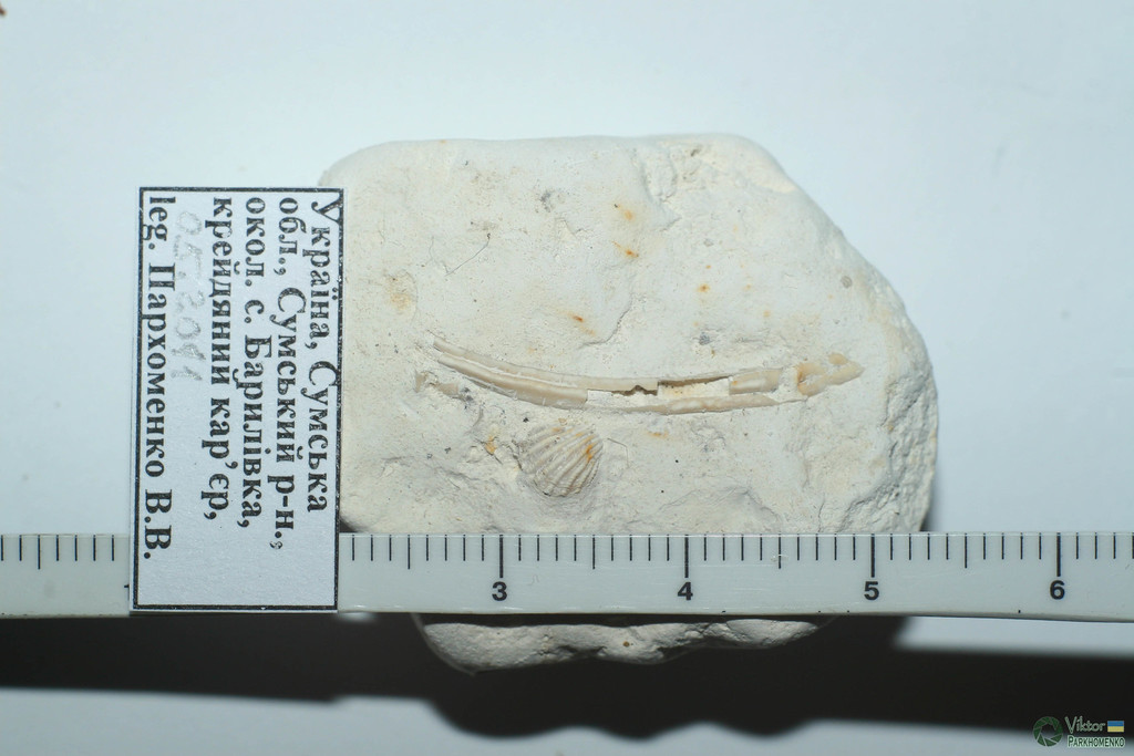 Molluscs in June 1999 by Viktor Parkhomenko. Fossils from Ukraine (the ...