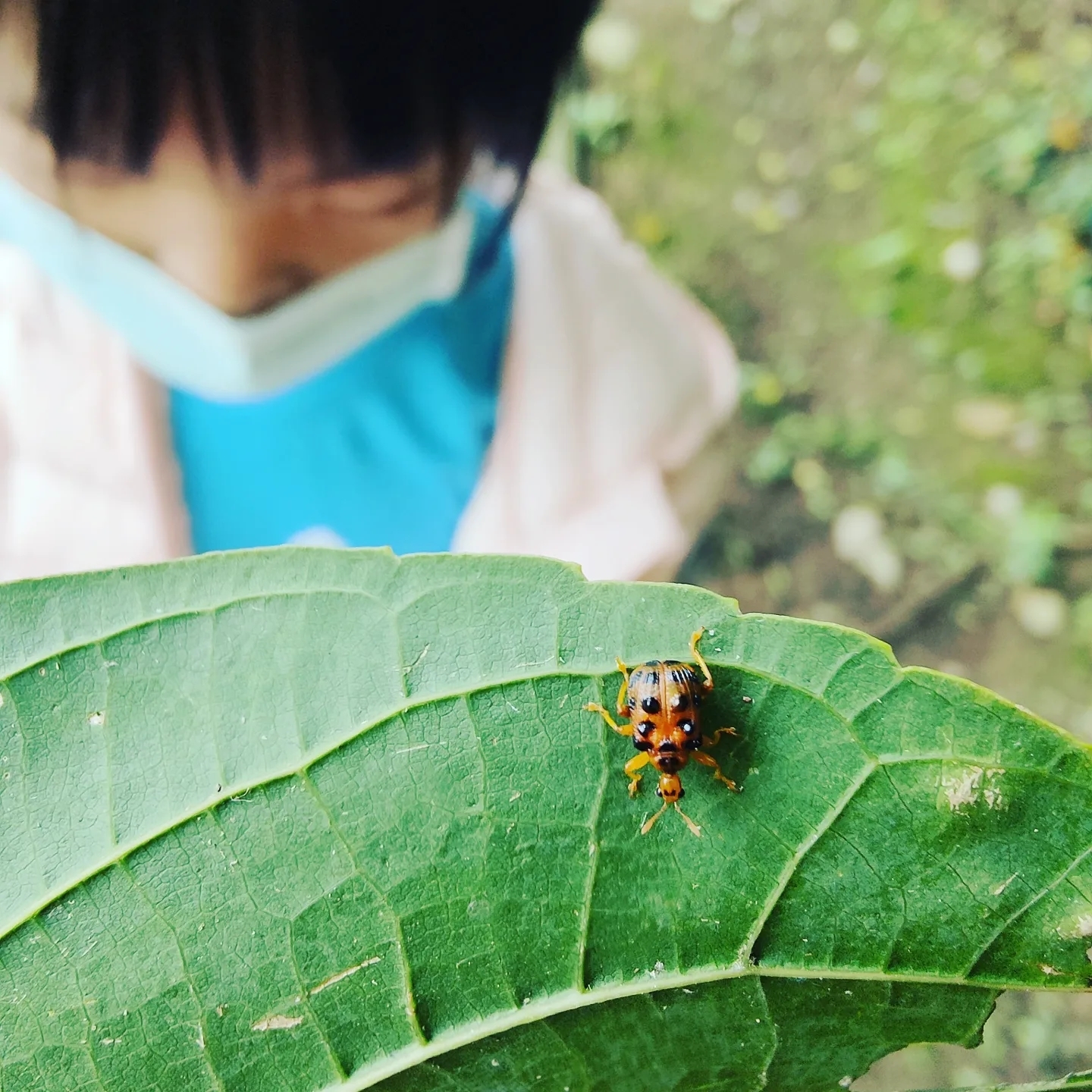 Agomadaranus pardaloides (Voss, 1924)