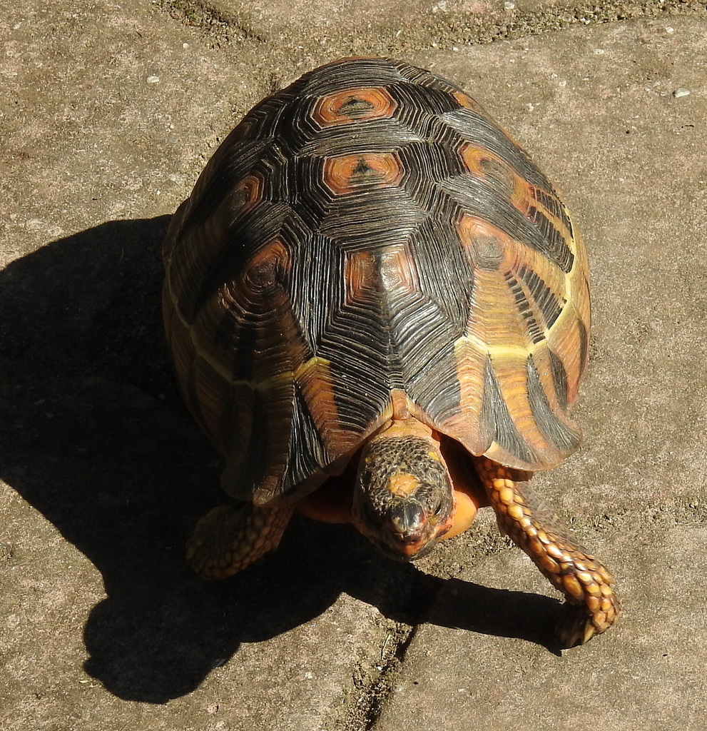 Angulate Tortoise from Garden Route Botanical Garden on April 21, 2022 ...