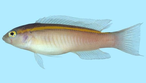 Gold-lined Dottyback (Pseudochromis aureolineatus) · iNaturalist