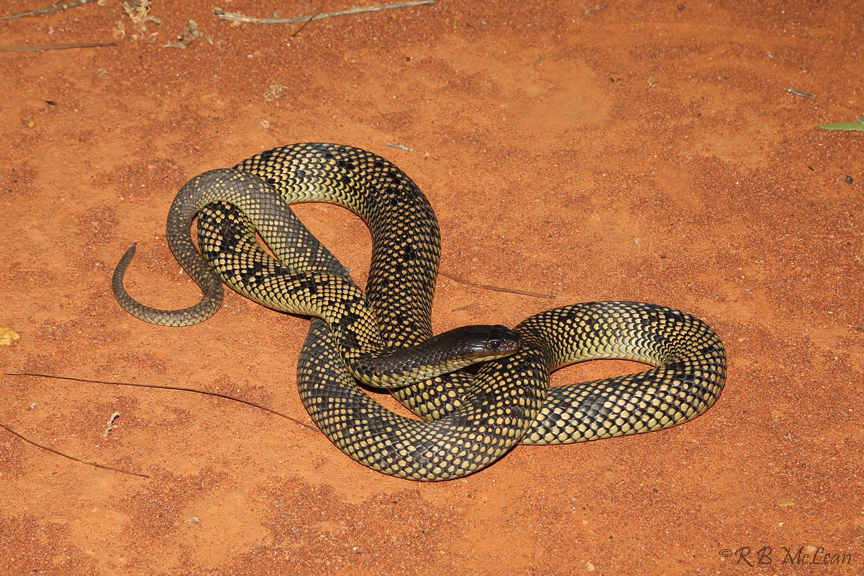 Spotted Mulga Snake (Pseudechis butleri) - Snakes and Lizards