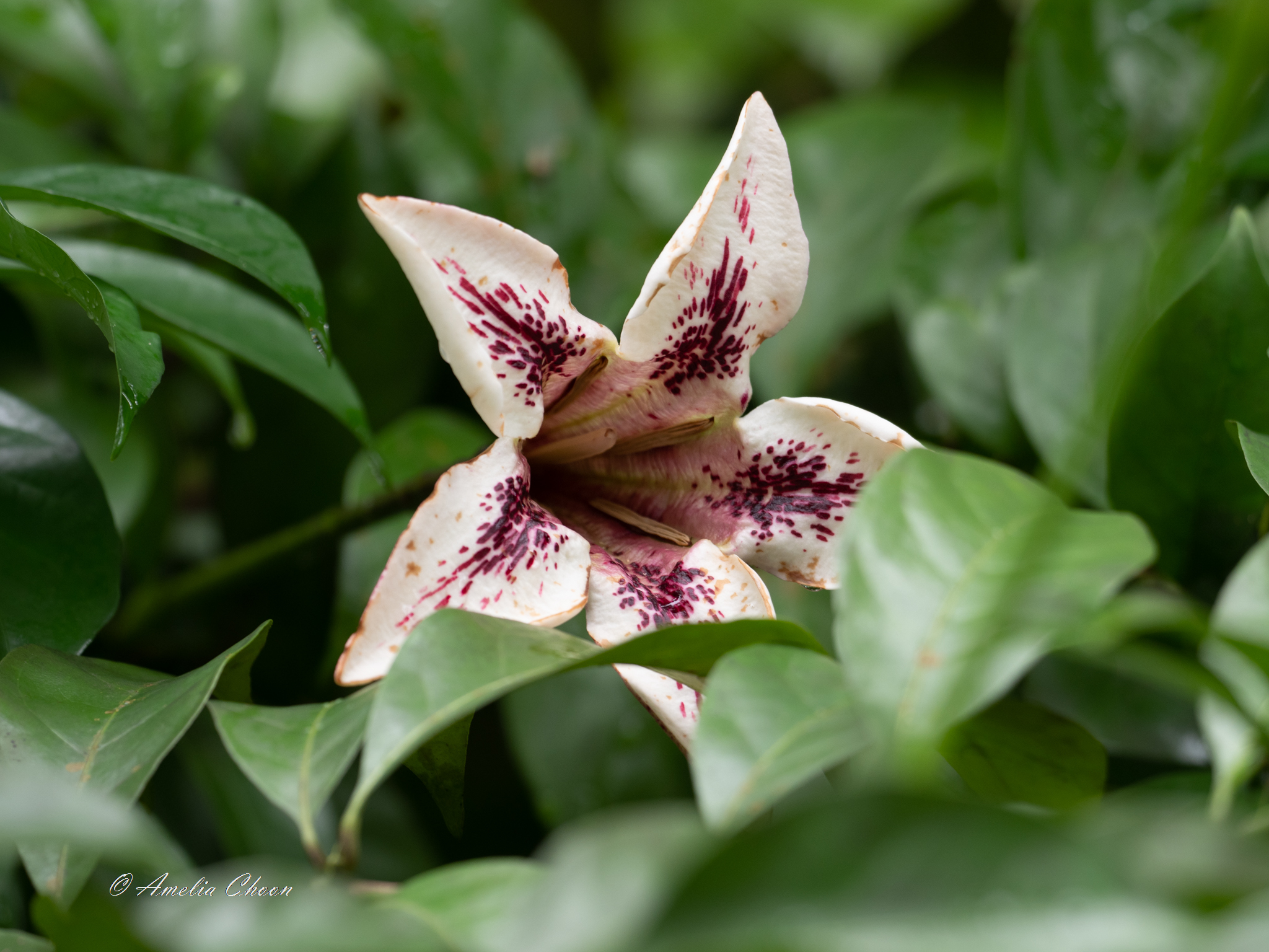 Rothmannia longiflora Salisb.