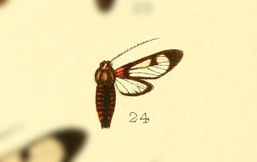 Ichoria multigutta · iNaturalist