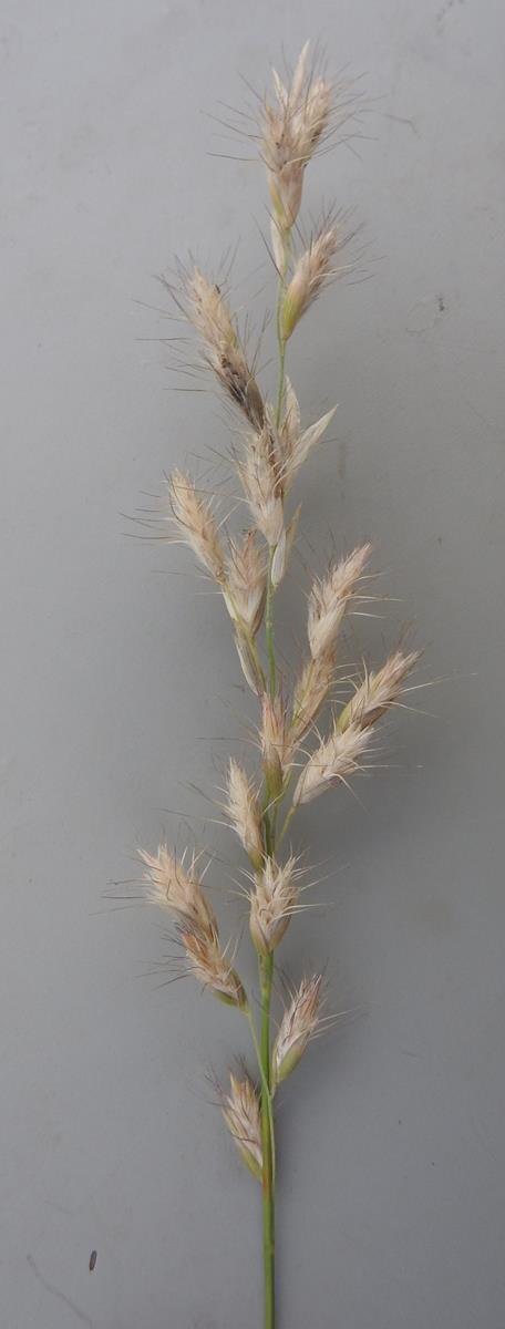 Schmidtia pappophoroides Steud. ex J.A.Schmidt