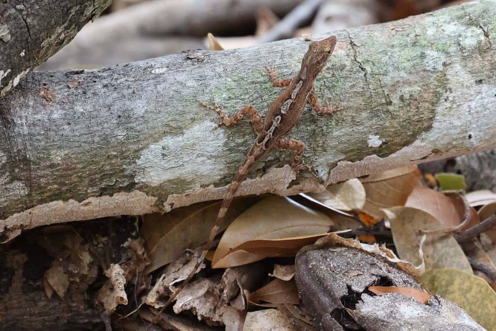 Anolis marmoratus caryae from Terre-de-Bas, Guadeloupe on April 19 ...