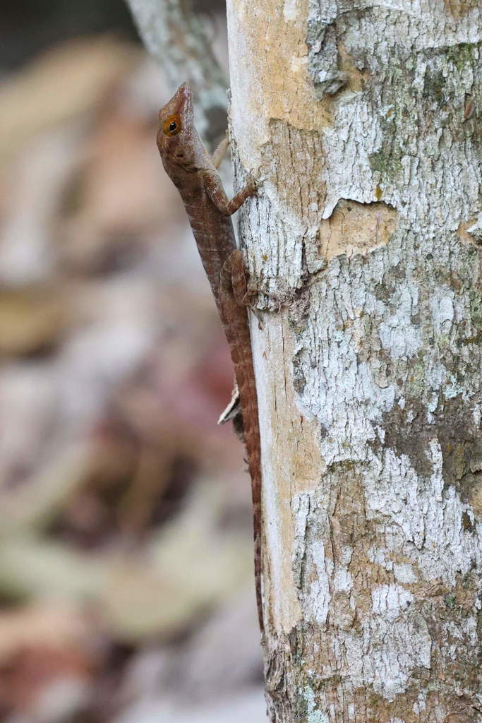 Anolis marmoratus caryae from Terre-de-Bas, Guadeloupe on April 19 ...
