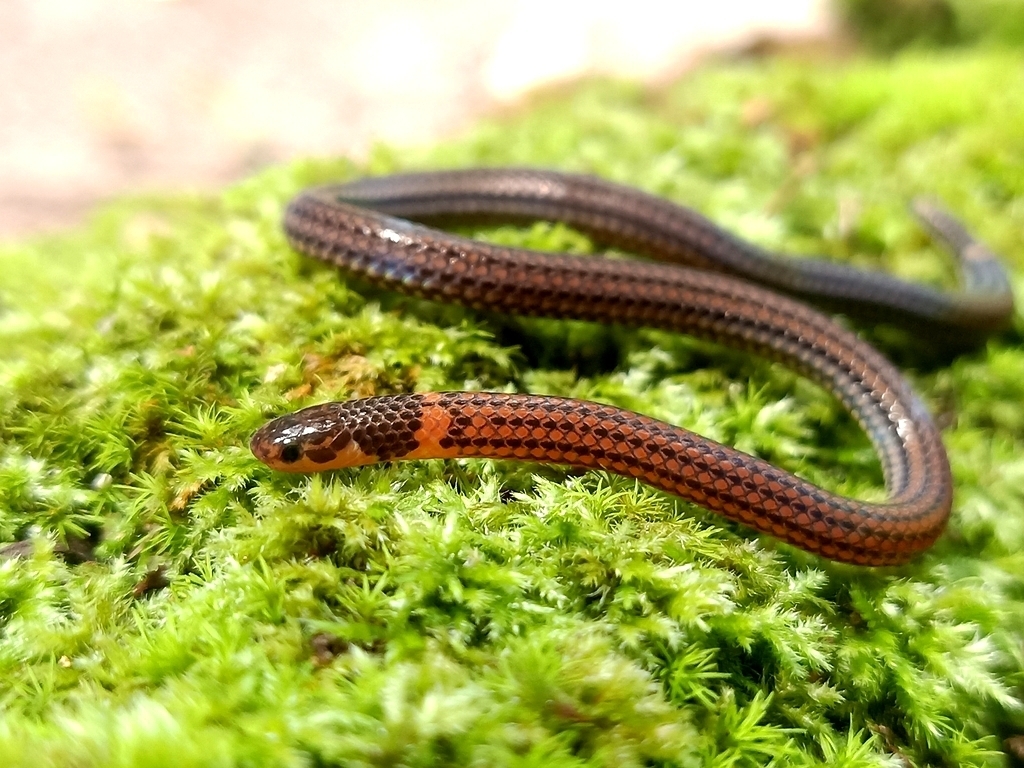 Collared Reed Snake from Mukim 1 Pantai Acheh, Penang, Malaysia on ...